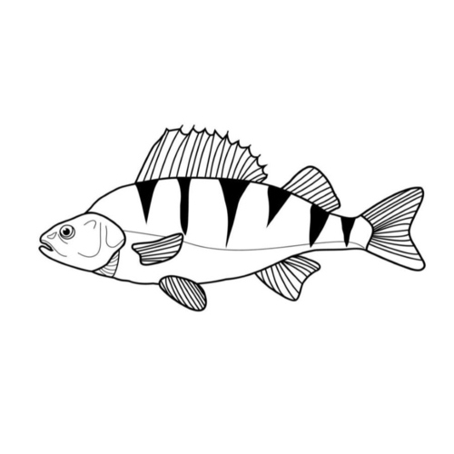 FEsports | River Perch